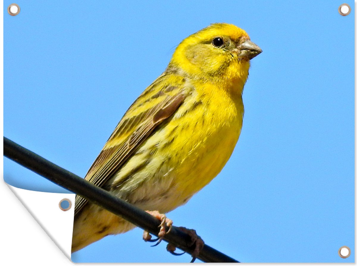 Canari européen sur une brindille avec un ciel bleu en arrière-plan ...