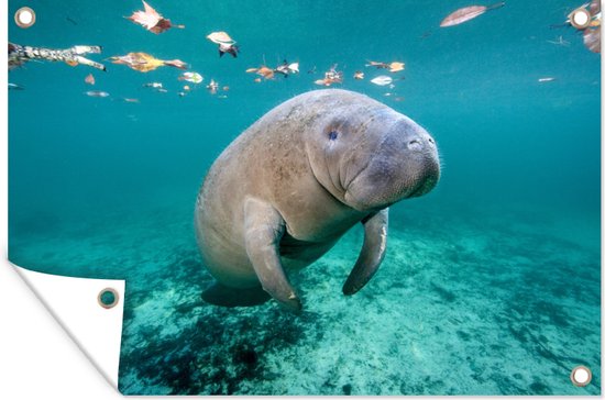 Tuinposters buiten West indische zeekoe - 90x60 cm - Tuindoek ...