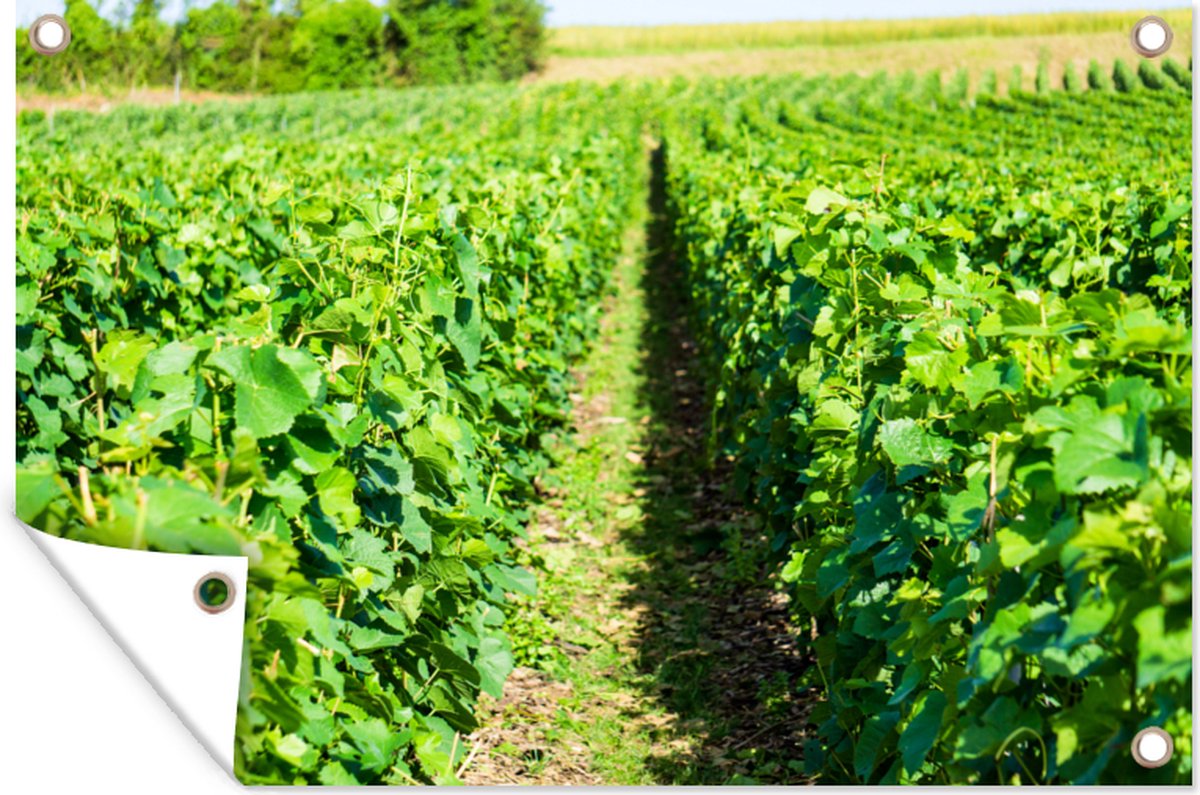 Tuinposter - Tuindoek - Tuinposters buiten - Rijen wijnstokken met ...