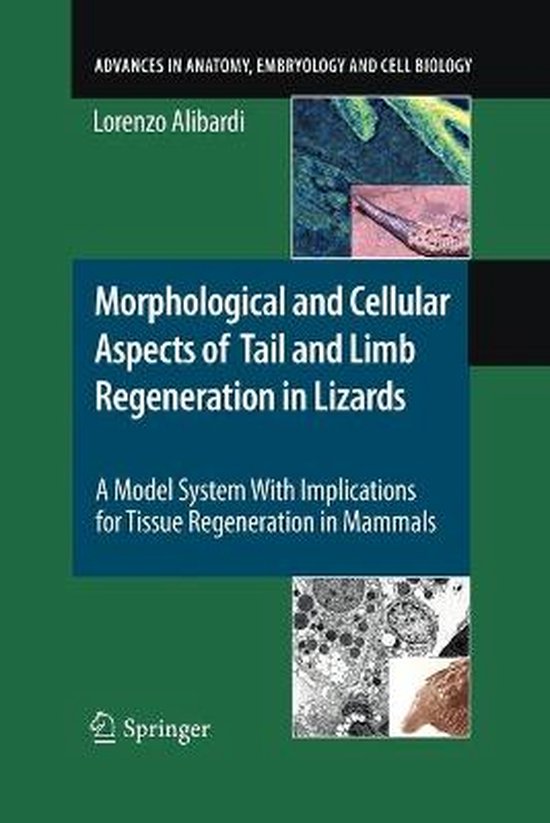Morphological and Cellular Aspects of Tail and Limb Regeneration in ...