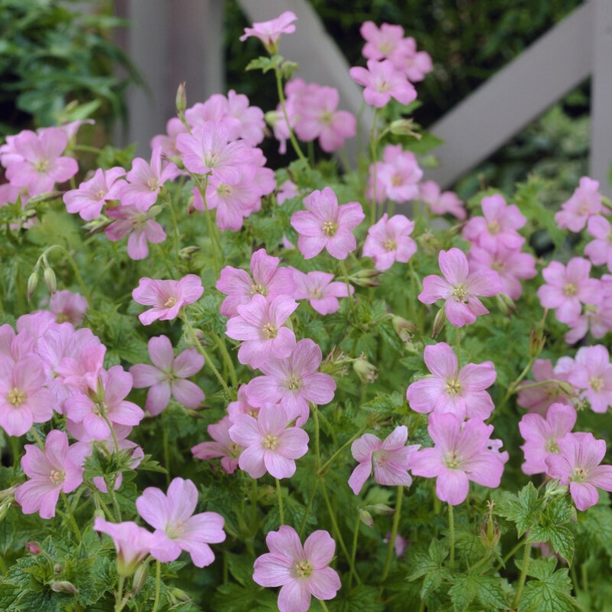 12 x Geranium 'Wargrave Pink' - Bodembedekker / Winterharde Tuinplant ...