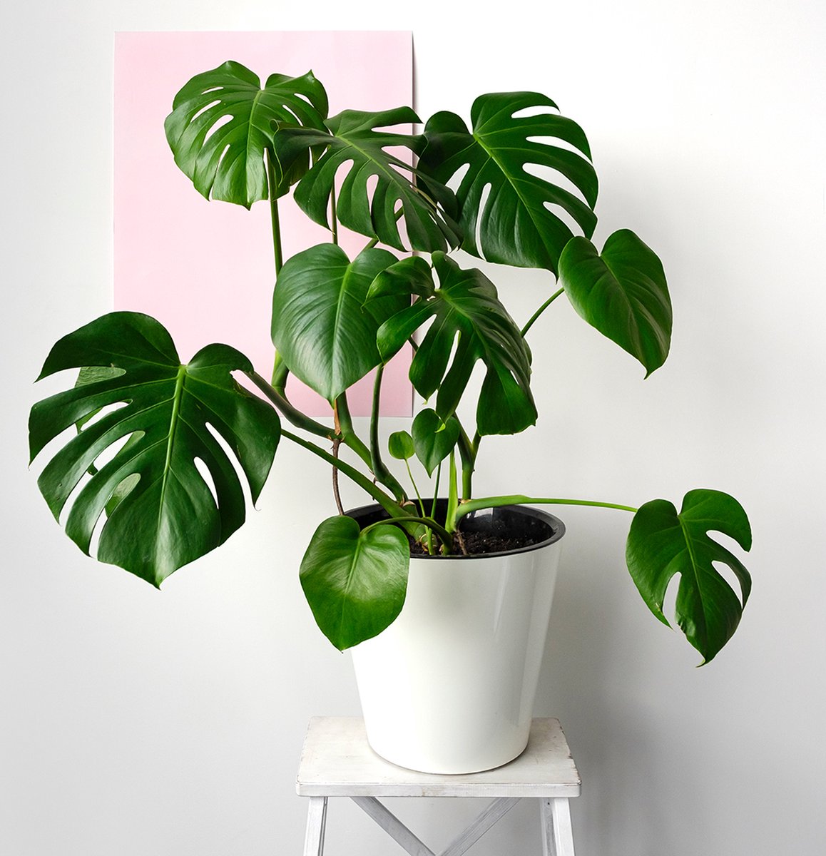 e-bloom | Monstera Deliciosa - Kamerplant - Potmaat 17 - Hoogte ca. 60 ...