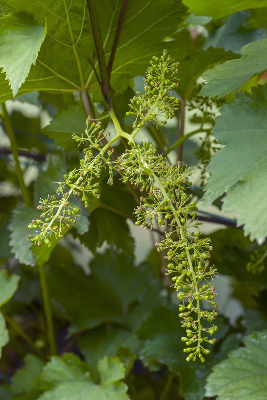 Rode druif 'Vitis Vinifera Vanessa' ↨ 70cm - planten - binnenplanten ...