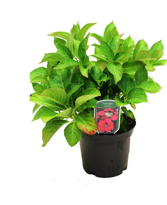 Hydrangea 'Teller Red' - Hortensia - 40-60 cm in pot: Hortensia met ...