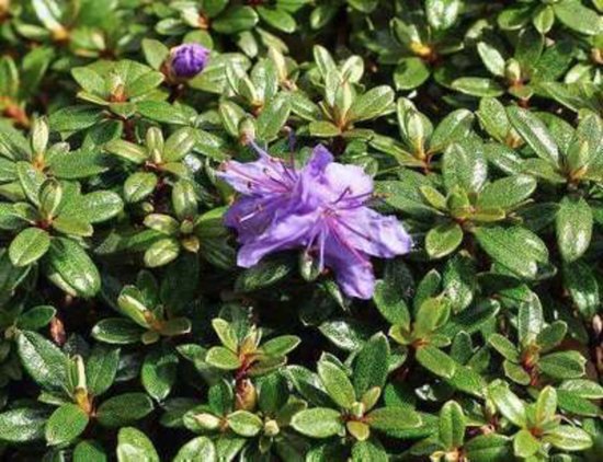 Rhododendron impeditum - Dwerg Rhododendron 25- 30 cm in pot. | bol.com