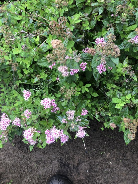 Spiraea Jap Little Princess Spierstruik Struikspirea 20 25 Cm