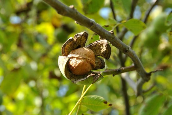 Juglans regia, Gewone walnoot, 4,5 meter, Van den Berk | bol.com