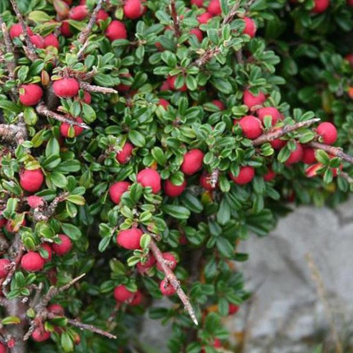COTONEASTER MICROPHYLLUS - Dwergmispel 30-40 cm in pot | bol.com