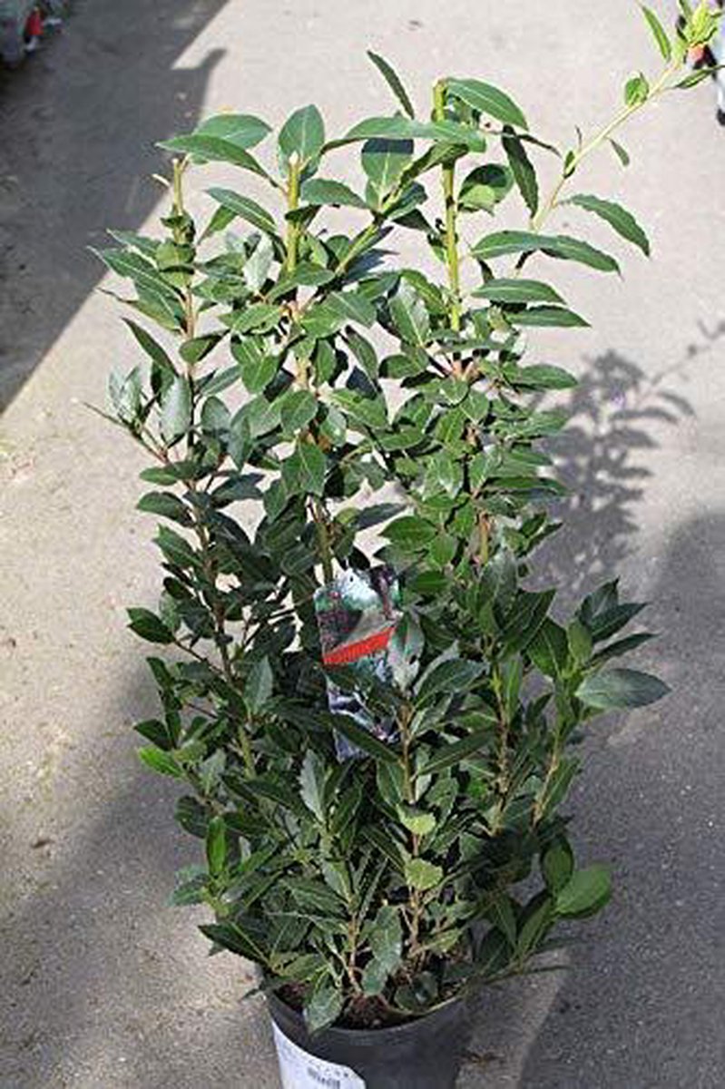 Laurier (Laurus Nobilis) - Struik - ↕ 80 - 100 cm | bol.com