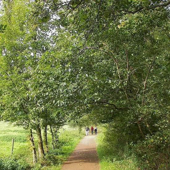 Alnus Incana - Witte Els - 375 cm pot | bol