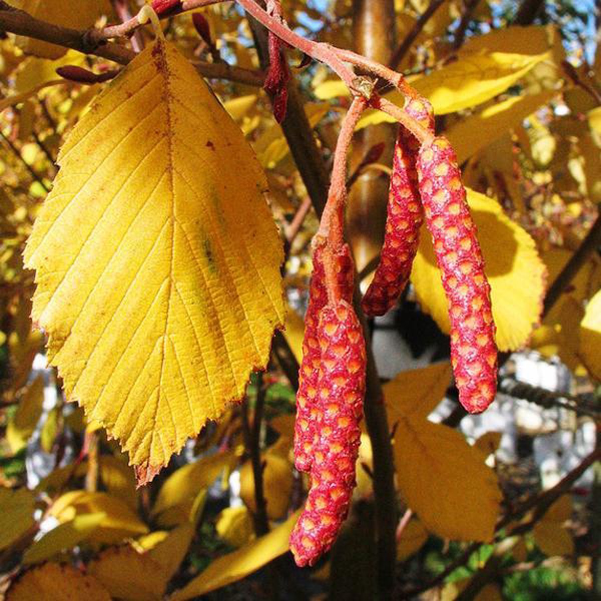 Alnus Incana - Witte Els - 375 cm pot | bol.com