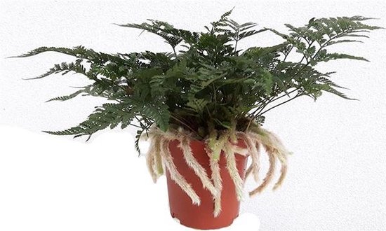 Humata Tyermannii Konijnenpoot varen 12cm Pot. Kamer of kantoor plant | bol