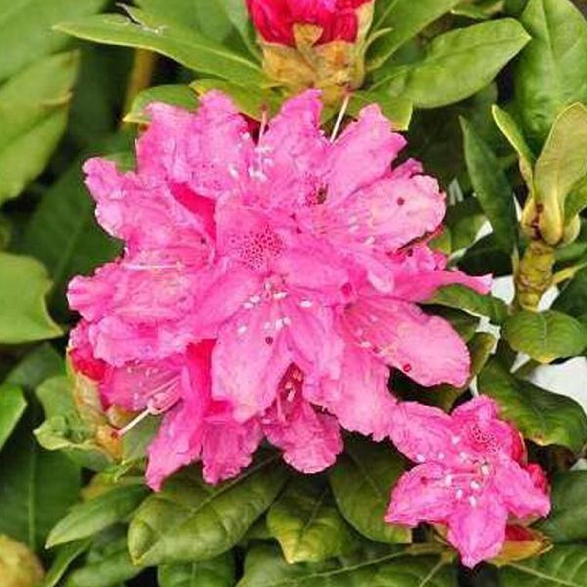 Rhododendron 'Rocket' 40-50 cm pot | bol.com