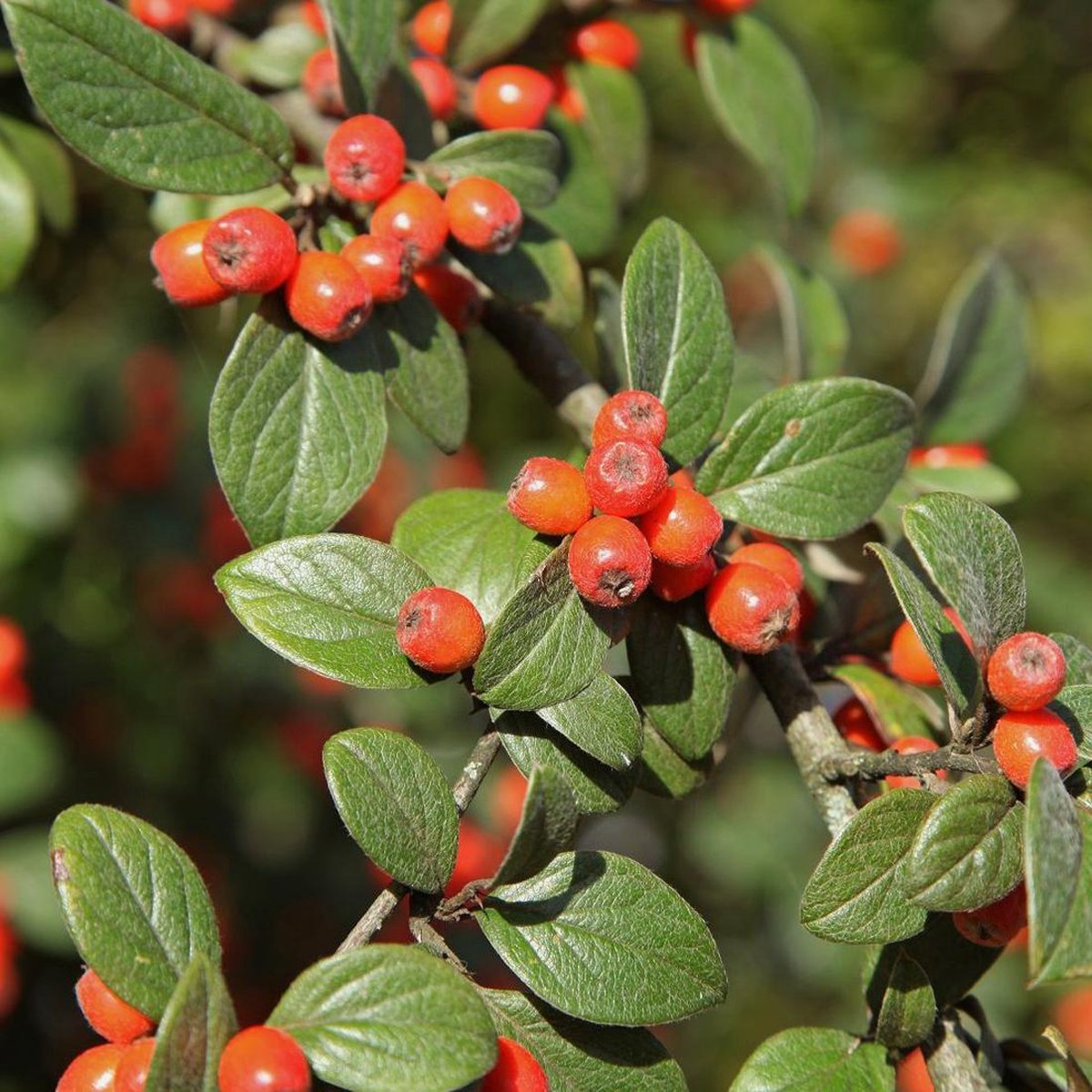 Cotoneaster Franchetii - Dwergmispel 60-80 cm in pot | bol.com