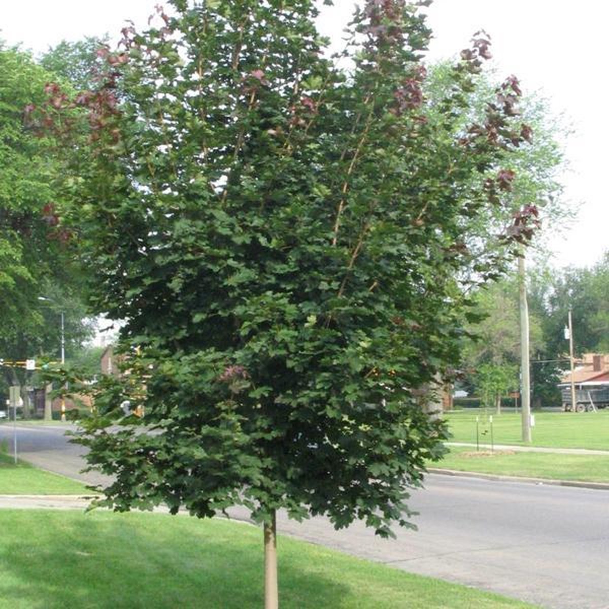 Acer Platanoides 'Deborah' - Esdoorn - Stamomtrek 6-8 cm Blote Wortel ...