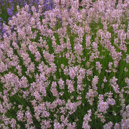 6 x Lavandula Angustifolia 'Rosea' - Lavendel pot 9x9cm - Roze ...