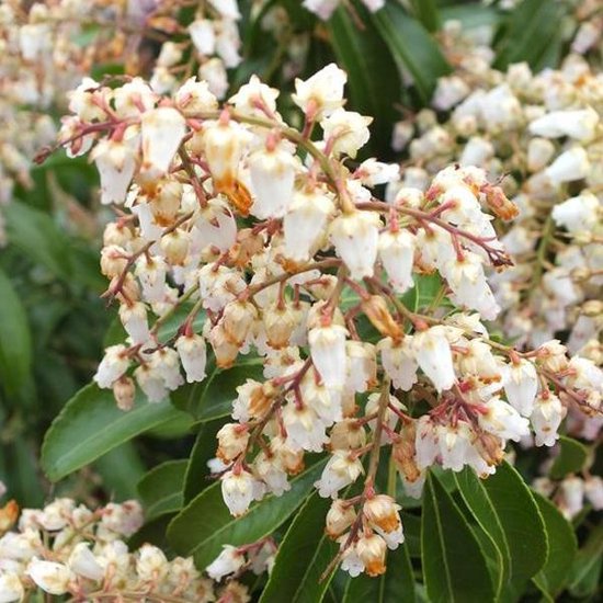 Pieris Japonica 'Cupido' - Rotsheide;Lavendelheide 20-30 cm pot | bol