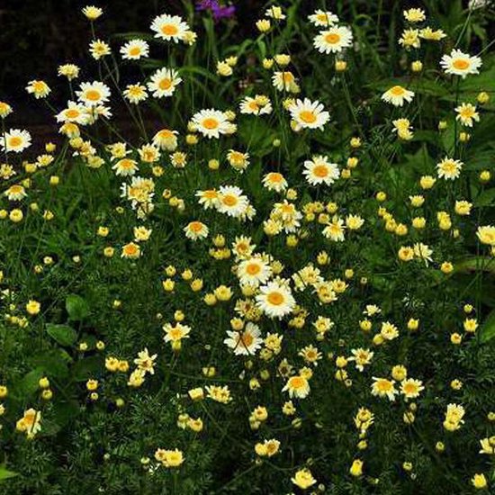 6 x Anthemis hybrida 'Sauce Hollandaise' - Kamille pot 9x9 cm | bol