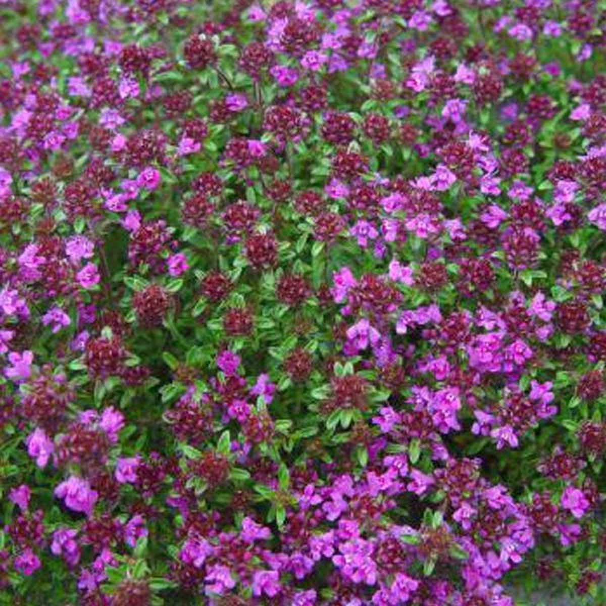 6 x Thymus Praecox 'Creeping Red' - Tijm pot 9x9cm | bol