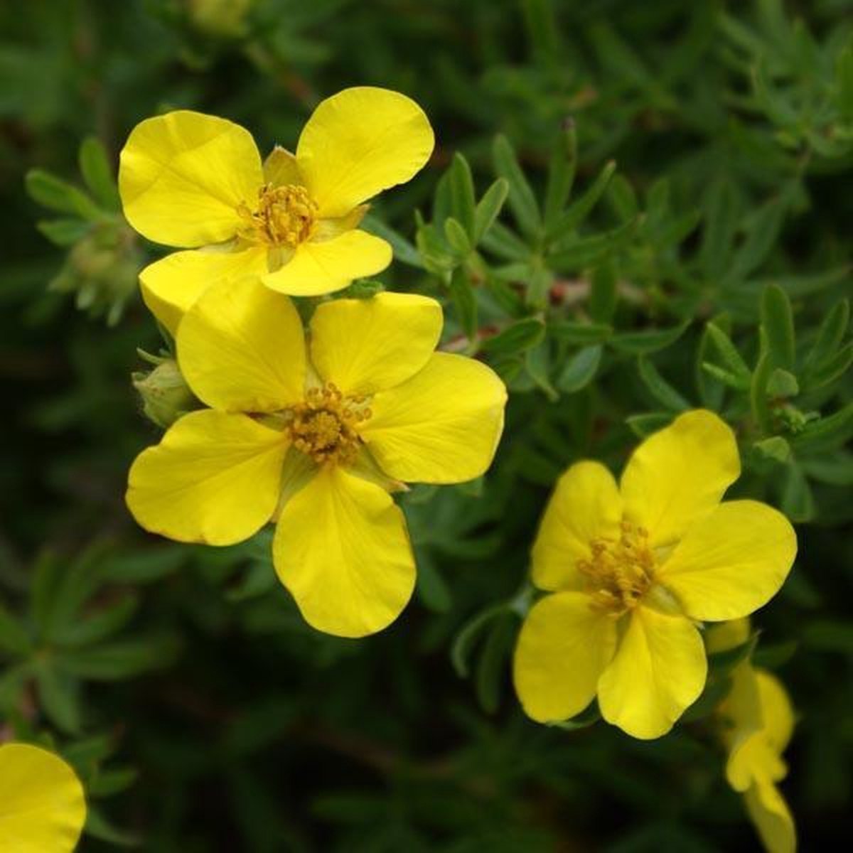 Potentilla Fruticosa 'Elizabeth' - Ganzerik|Vijfvingerkruid 25-30 cm in ...