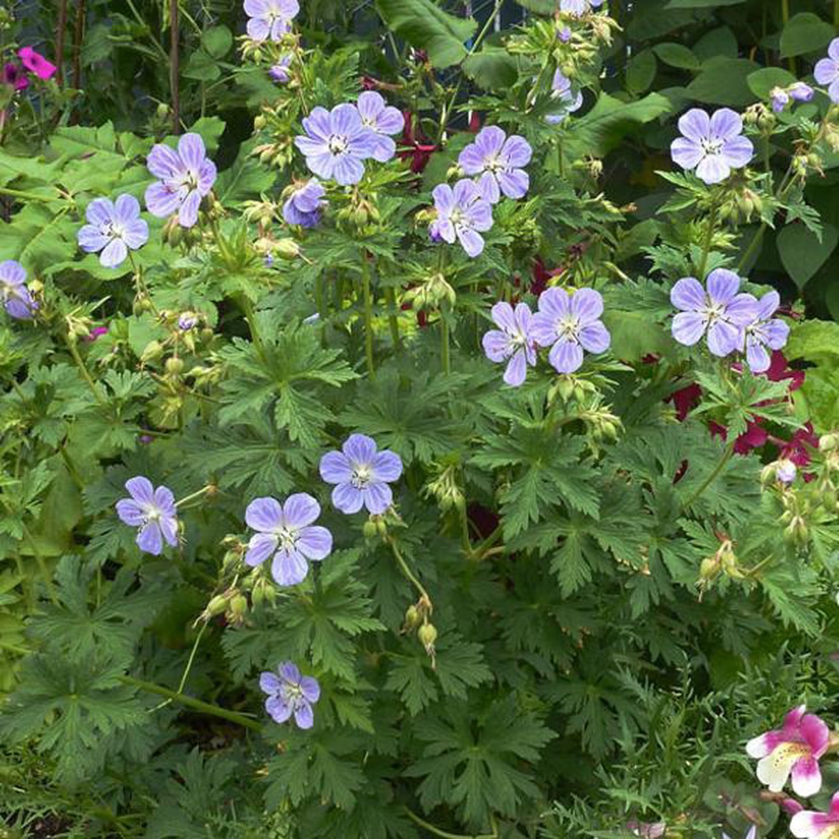 6 x Geranium Pratense 'Mrs Kendall Clark' - Ooievaarsbek pot 9x9cm ...