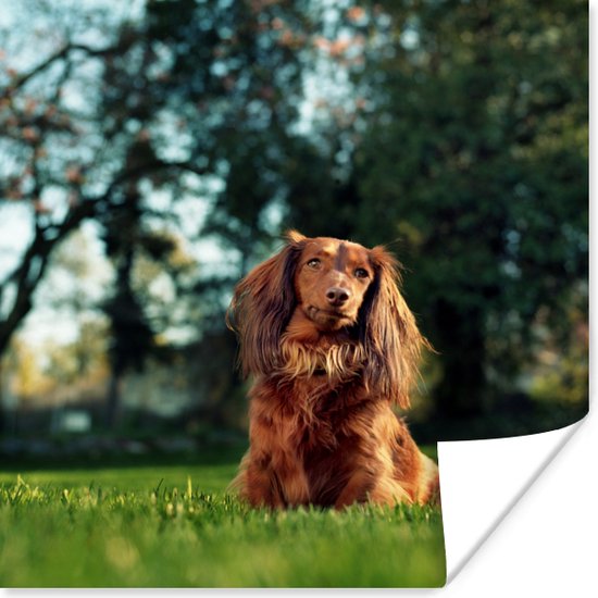 Poster Prachtige Teckel in het bos - 30x30 cm | bol