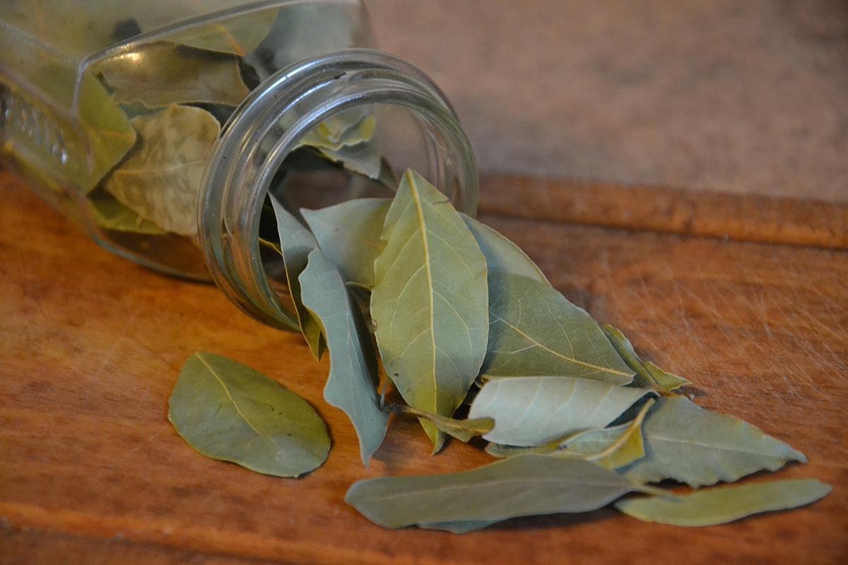 Eetbare laurier struik XXL - Laurus Nobilis - keukenlaurier - potmaat ...