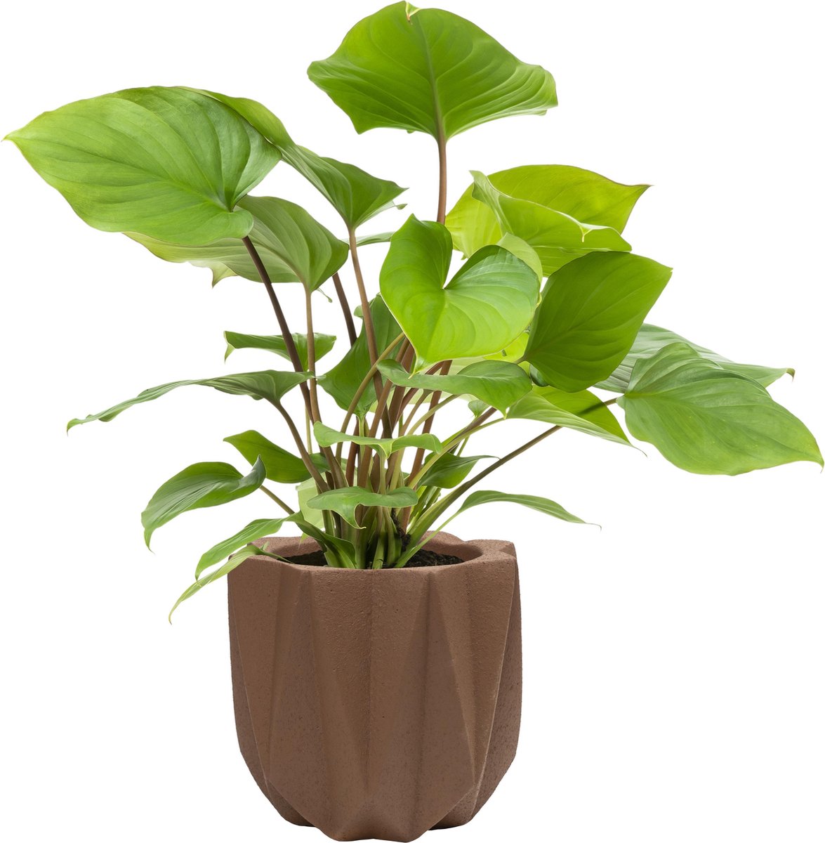 QUVIO Bloempot cement - bloempot - bloempotten - bloempotten voor ...