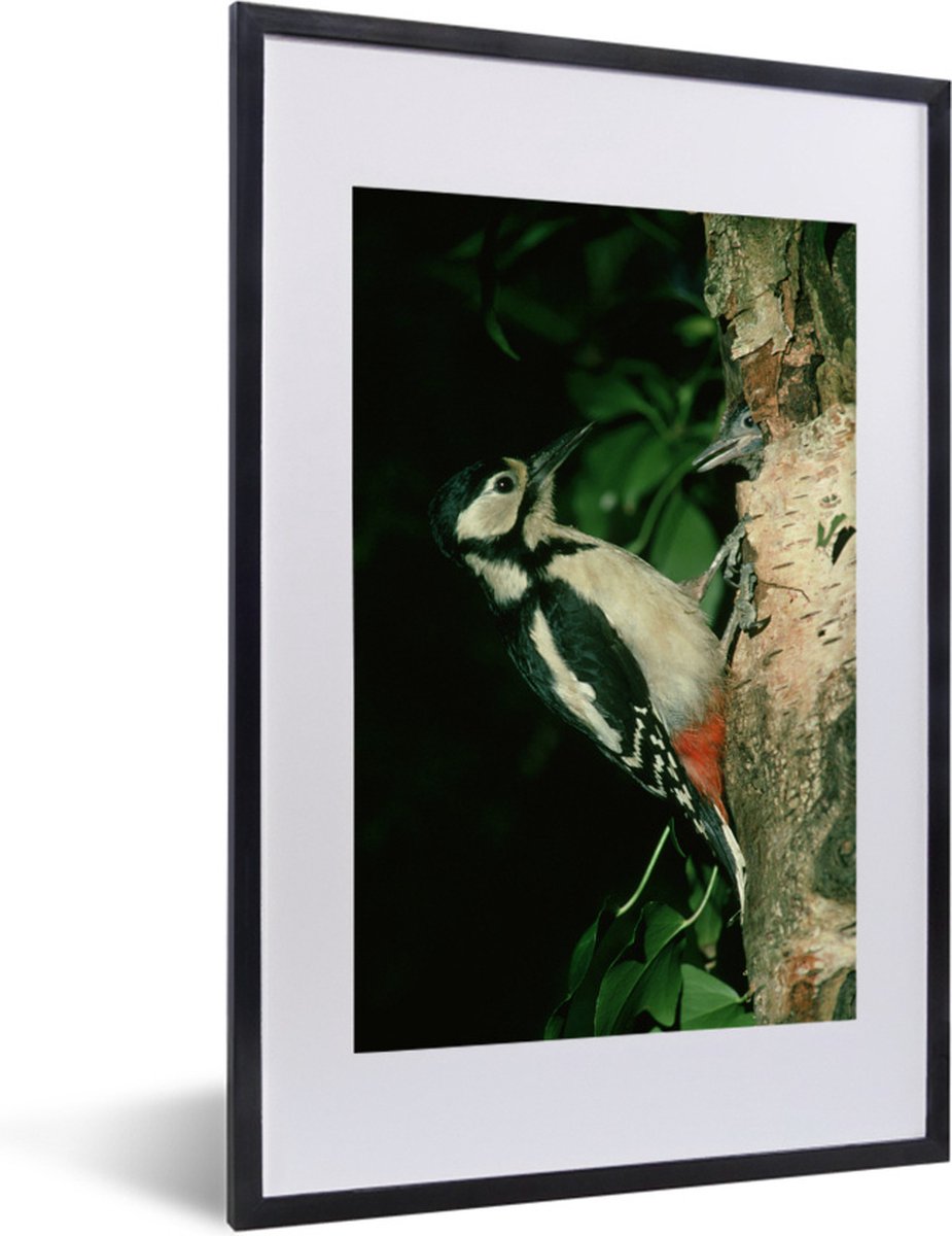 Fotolijst incl. Poster - Een grote bonte specht tegen boom - 40x60 cm ...