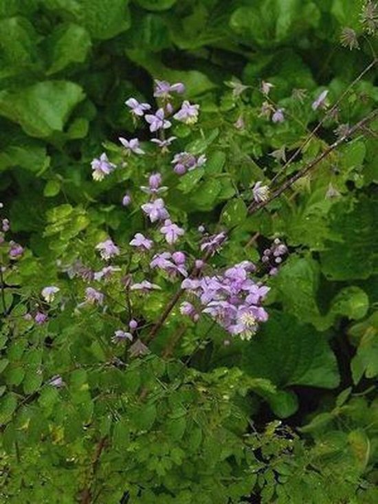 6 x Thalictrum delavayi - Chinese ruint, RUIT - pot 9 x 9 cm | bol