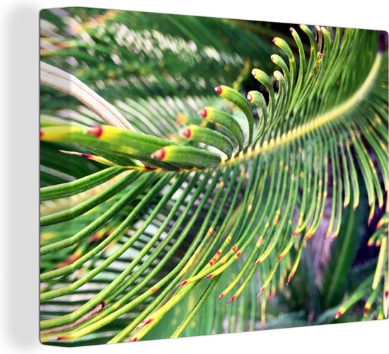 Canvas Schilderij Afbeelding van een sago plant met een vervaagde ...