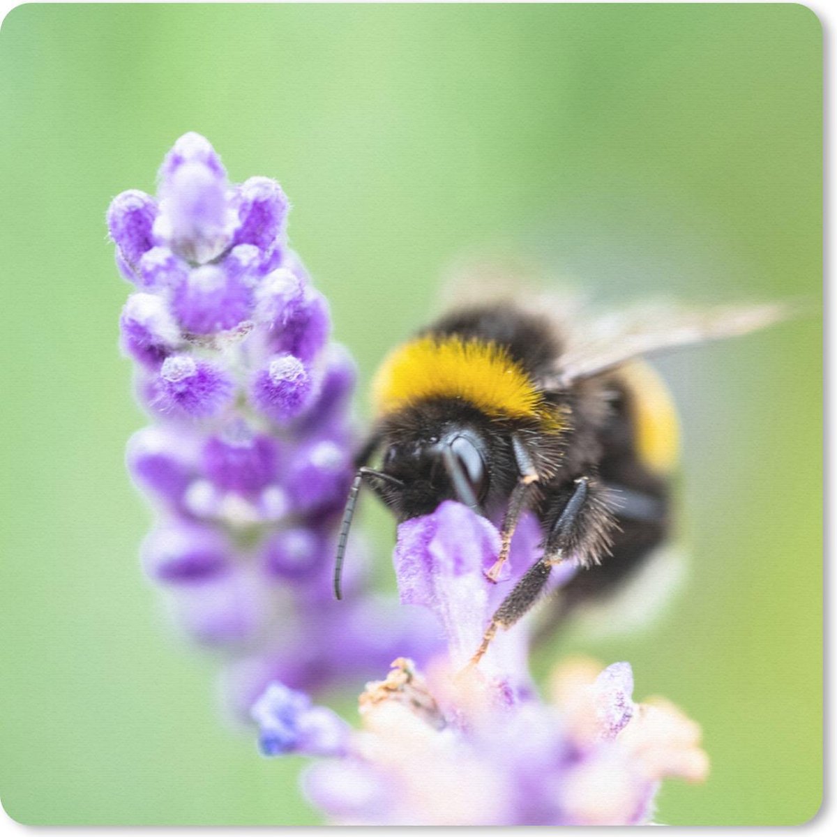 Hommel - Insecten - Lavendel | bol.com