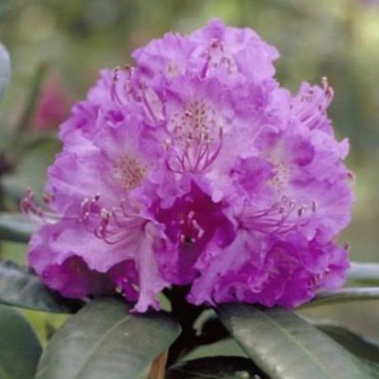 Rhododendron (t) 'Alfred' 40-50 cm RHODODENDRON | bol.com