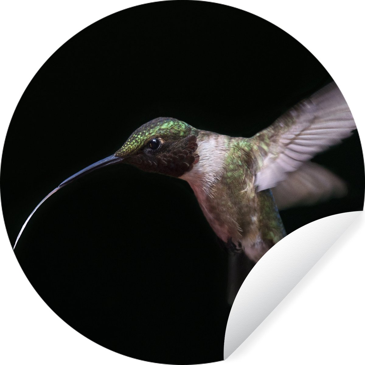 Behangcirkel - Kolibrie - Vogel - Veren - 100x100 cm - Muurcirkel - Zelfklevend -... | bol.com