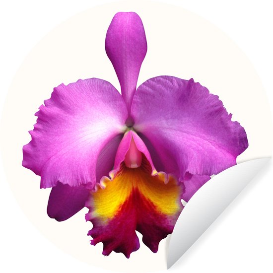 WallCircle - Muurstickers - Behangcirkel - Close-up Orchidee - ⌀ 140 cm - Muurcirkel -... | bol