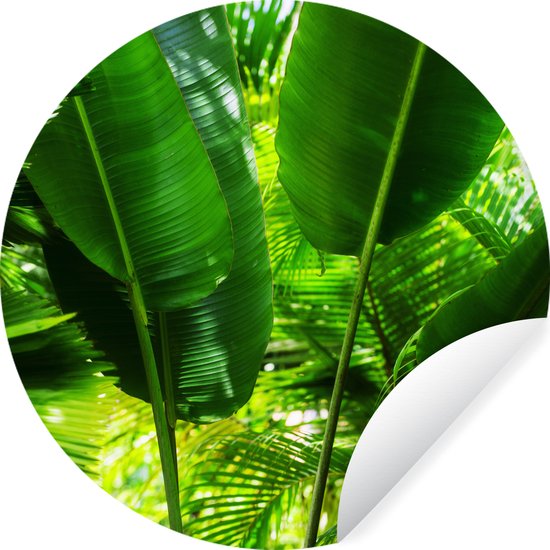 WallCircle - Muurstickers - Behangcirkel - Tropische bladeren in jungle fotoprint -... | bol
