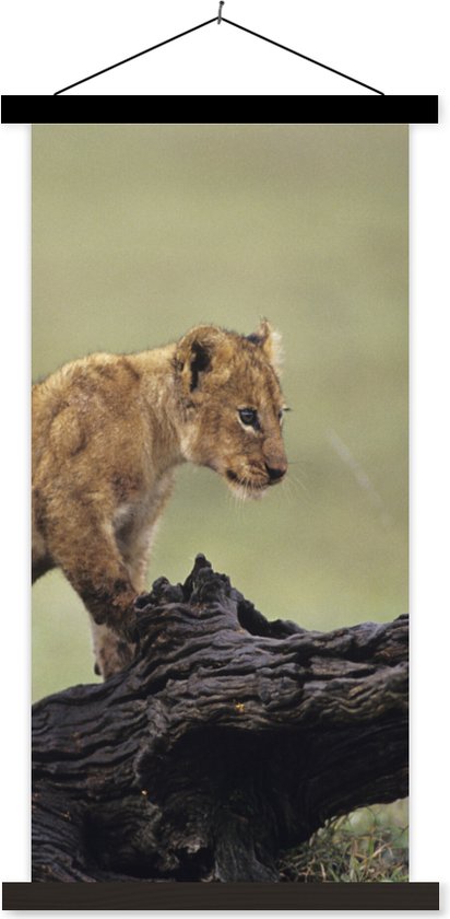 Porte-affiche avec affiche - Affiche scolaire - Lion - Tronc d'arbre ...