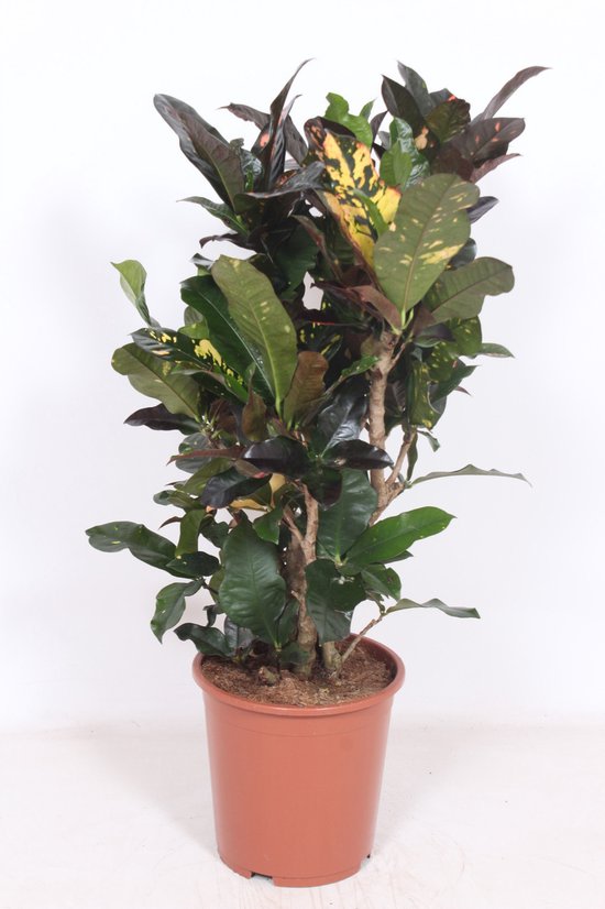 Kamerplant van Botanicly – Croton – Hoogte: 110 cm – Codiaeum ...