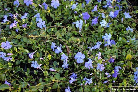 12 x Vinca minor - Pot 9 x 9 cm - blauwe maagdenpalm | bol