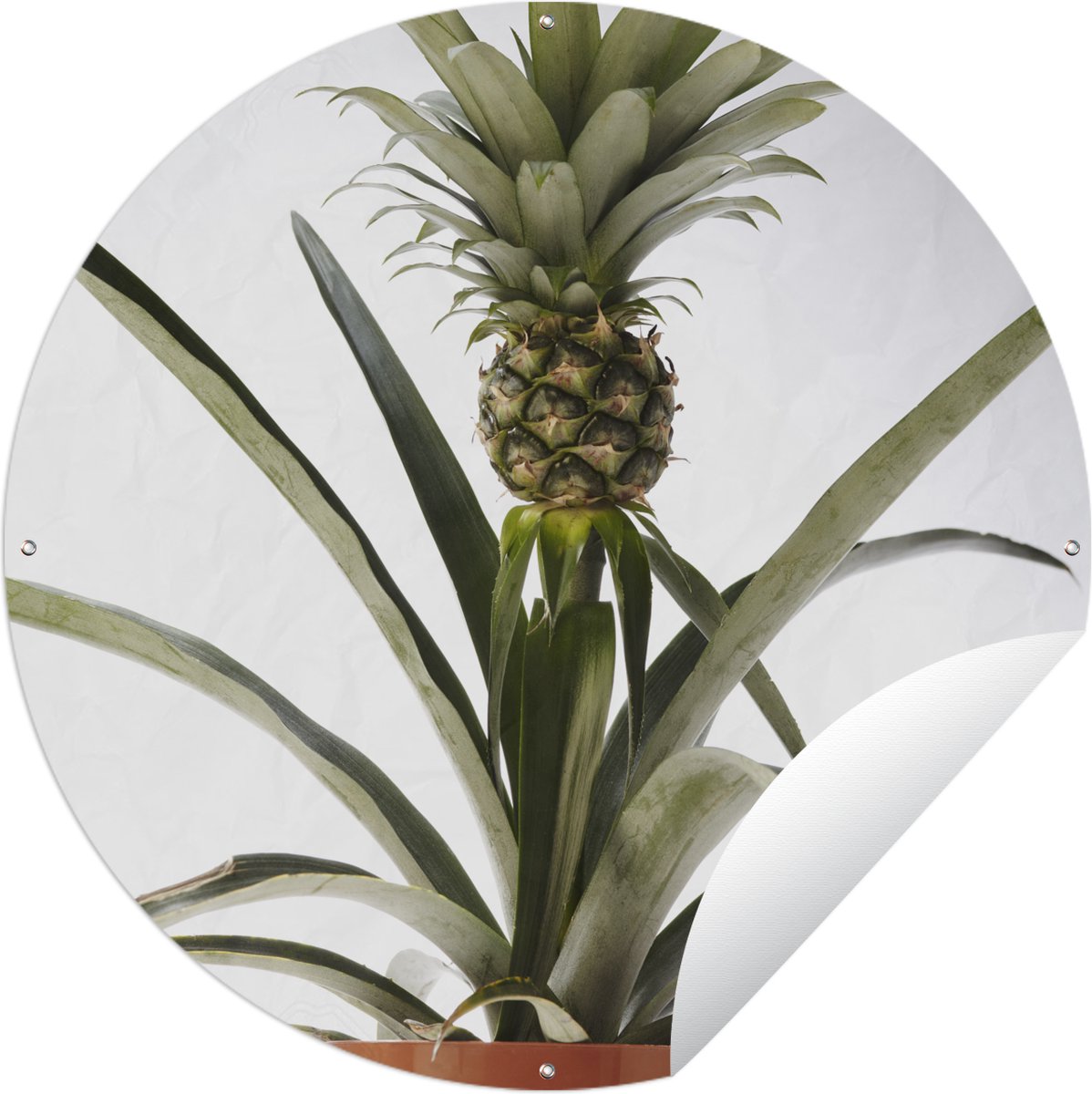 Garden Circle Plante Ananas - Pot - Lumière - 120x120 cm - Affiche de ...
