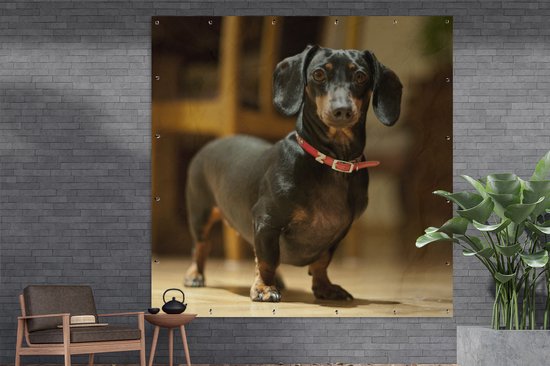 Tuin poster Portret van een zwarte Teckel - 200x200 cm - Tuindoek ...