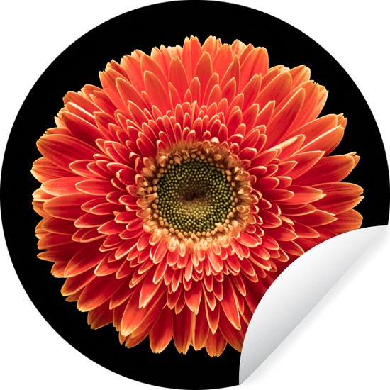 WallCircle - Muurstickers - Behangcirkel - Een oranje gerbera bloem tegen een zwarte... | bol