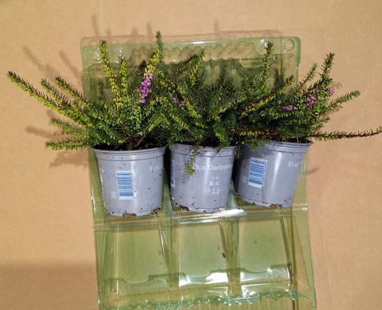 24 x Winterheide rood - Erica darleyensis Kramer's Rote | bol