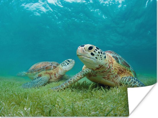 Poster Twee schildpadden op de bodem van de zee eten gras voor de kust ...