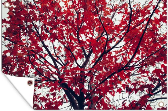 Affiche de jardin - Esdoorn - Érable - Arbres - Rouge - Nature - 60x40 ...