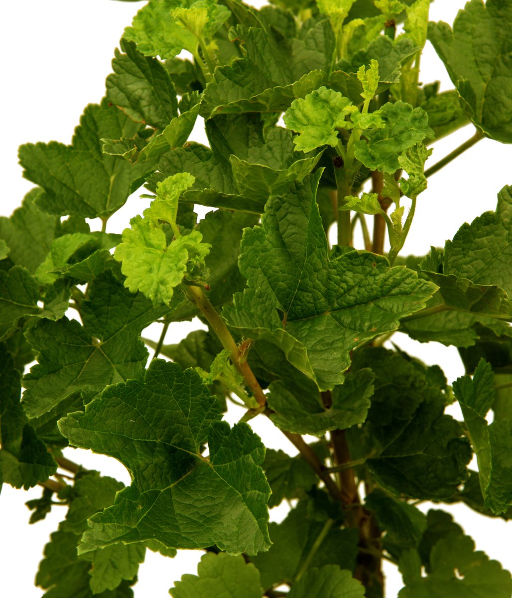 Witte Aalbes op stam - Ribus rubrum Werdavia - 85cm | bol.com