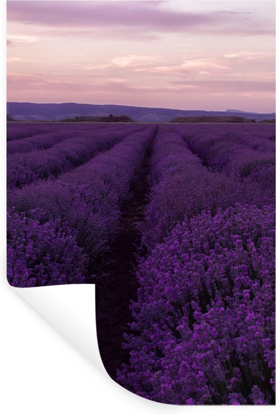 Muurstickers - Sticker Folie - Lavendel - Paars - Bloemen - Natuur ...