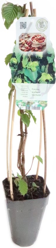 Hazelnootboom 'Garibaldi' (Corylus Avellana) - Zelfbestuivend ...