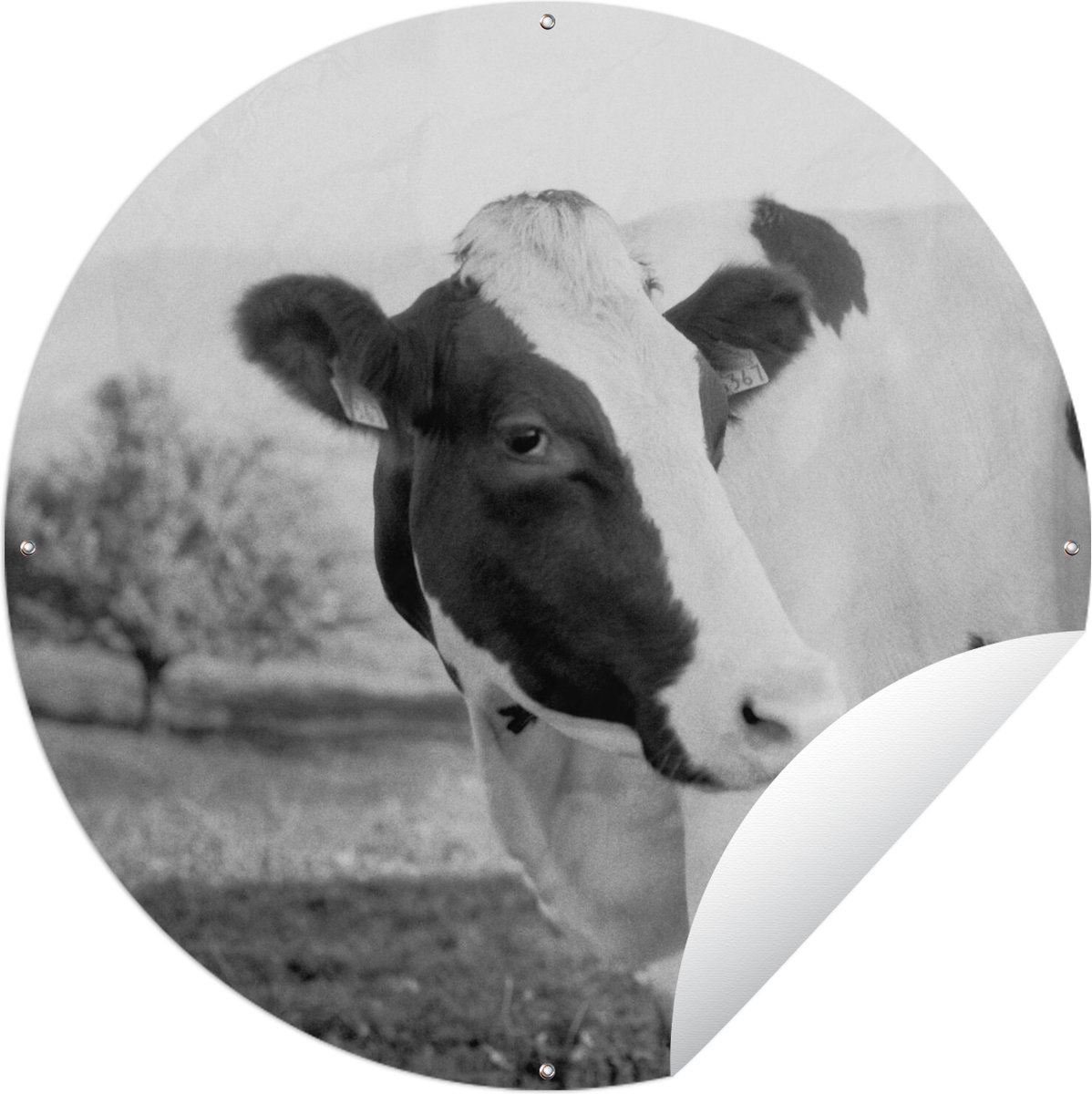Affiche de jardin Vaches rondes en noir et blanc - Portrait d'une vache ...