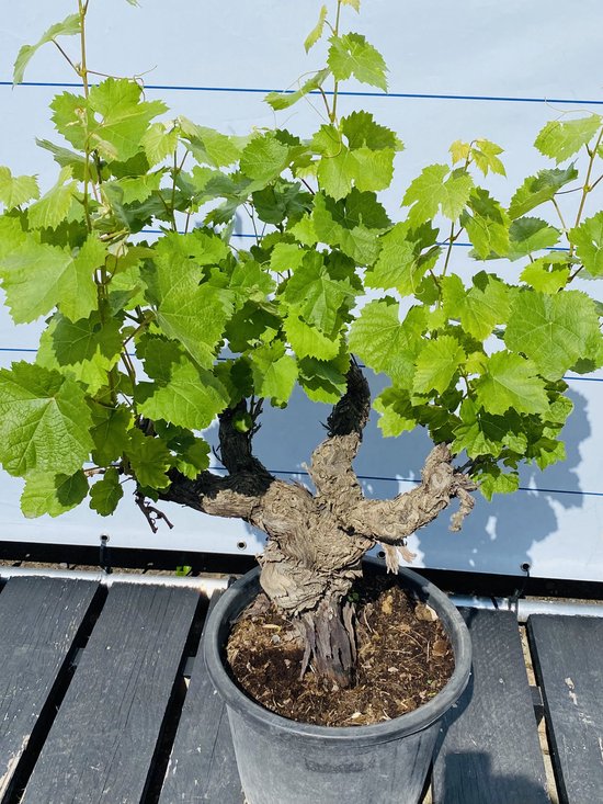 Druivenboom - Vaderdag - Donkere druif Vitus Vinifera - Eetbare Druif ...